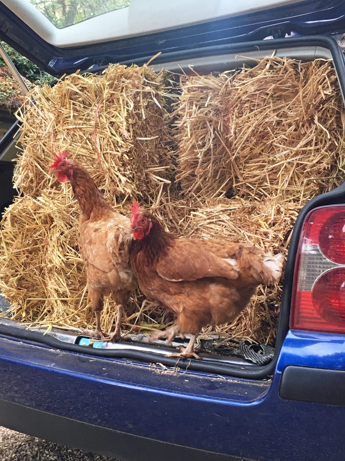 Fresh Start for Hens - Backyard Poultry